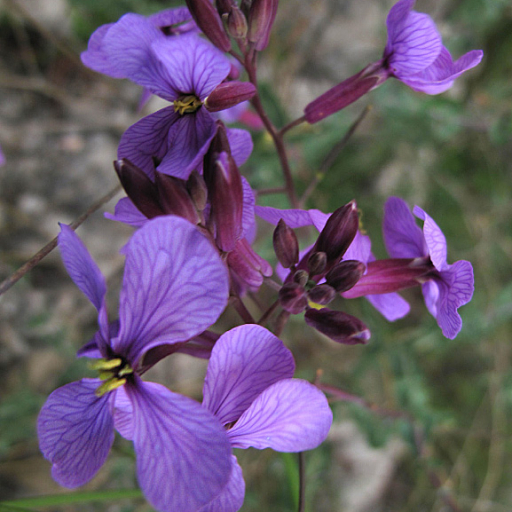 Violet-Cabbage (Moricandia Arvensis) Plant Care & How to Grow, Water
