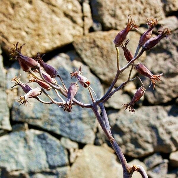 Moricandia Foetida Plant Care & How to Grow, Water