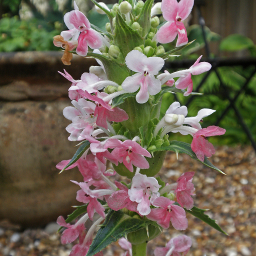 Whorlflower (Morina Longifolia) Plant Care & How to Grow, Water