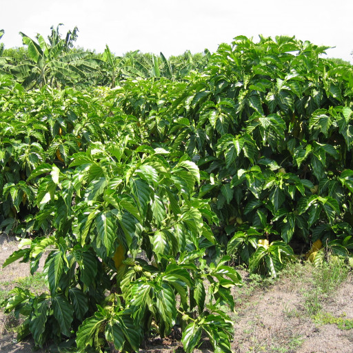 Noni (Morinda Citrifolia) Plant Care & How to Grow, Water