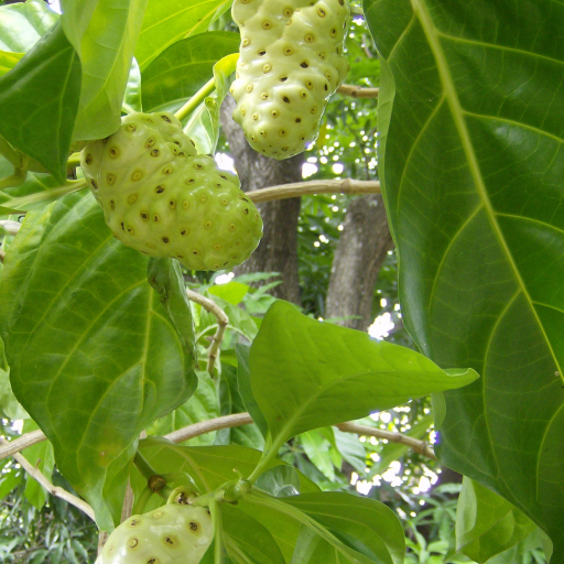 Brimstonetree (Morinda Lucida) Plant Care & How to Grow, Water