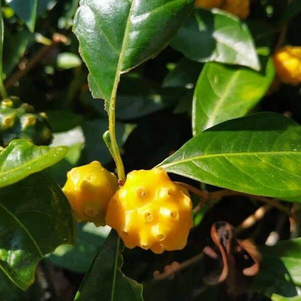 Redgal (Morinda Umbellata) Plant Care & How to Grow, Water