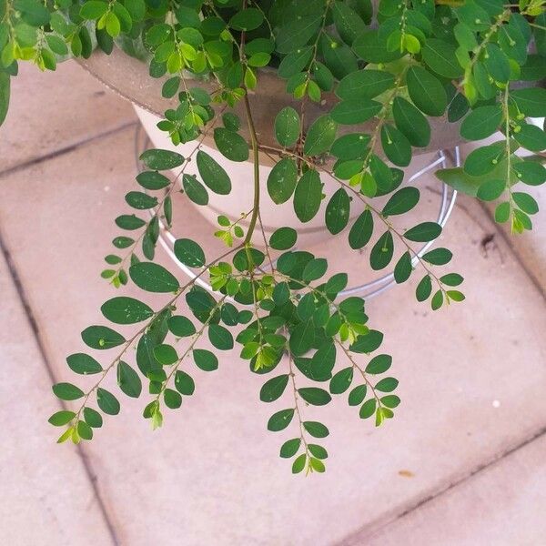 Moringa Arborea Plant Care & How to Grow, Water