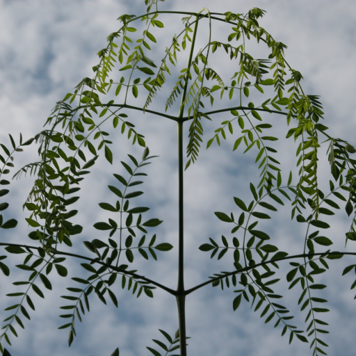 Bottle Tree (Moringa Drouhardii) Care Guide: Water, Soil & Propagation ...