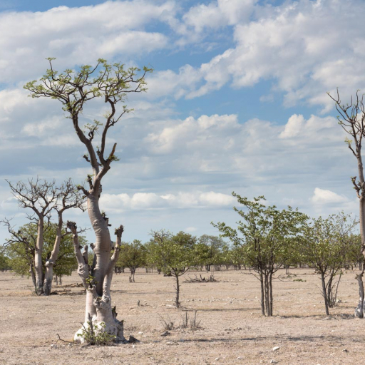 African Moringo (Moringa Ovalifolia) Plant Care & How to Grow, Water