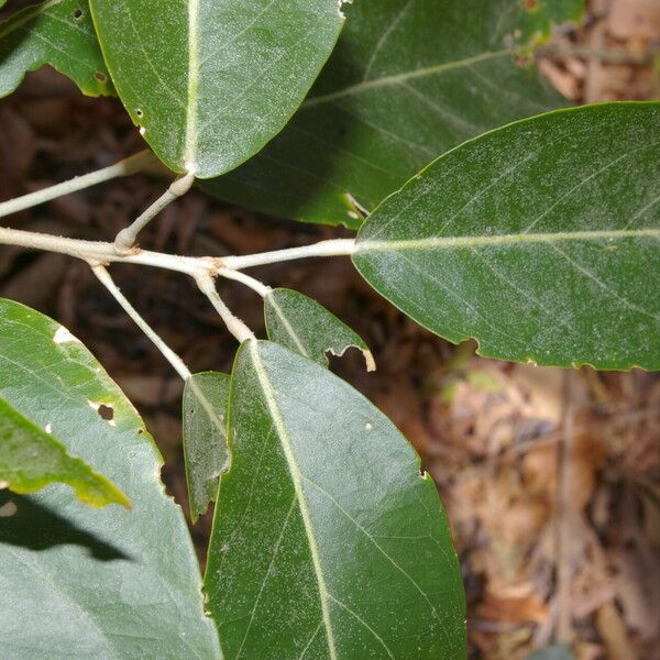 Ratapple (Morisonia Americana) Plant Care & How to Grow, Water