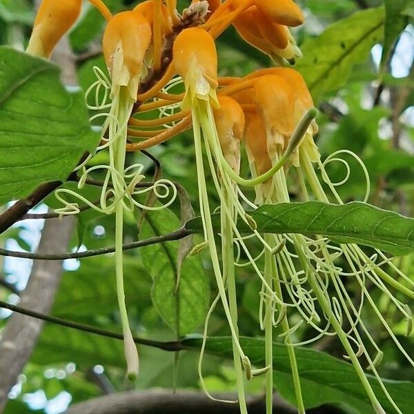 Morisonia Paradoxa Plant Care & How to Grow, Water