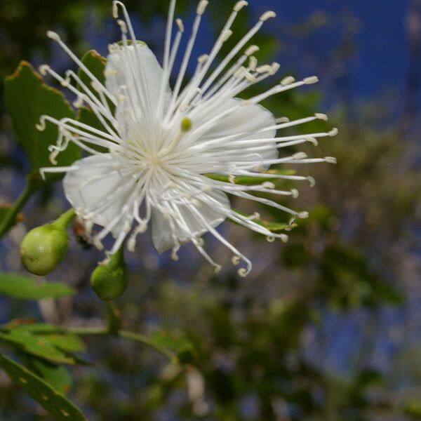 Morisonia Verrucosa Care Guide: Water, Soil & Propagation - Plantiary
