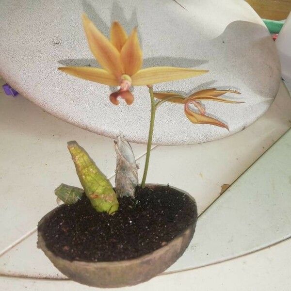 Mormodes Colossus Plant Care & How to Grow, Water