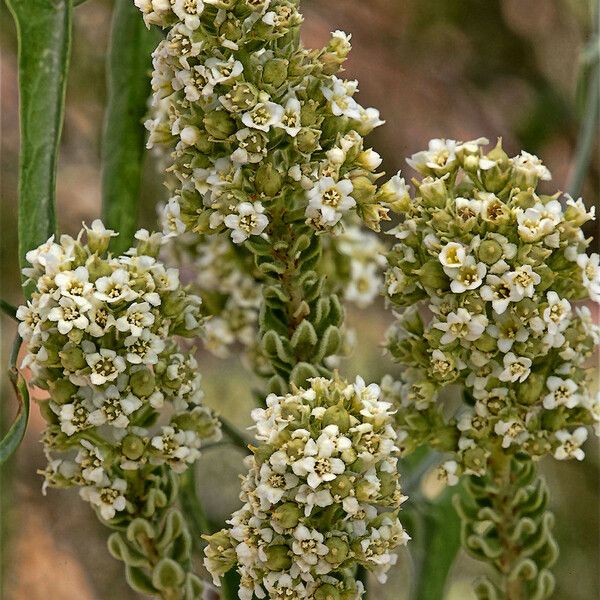 Rio Grande Saddlebush (Mortonia Scabrella) Plant Care & How to Grow, Water
