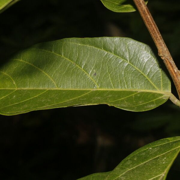 Mortoniodendron Apetalum Plant Care & How to Grow, Water