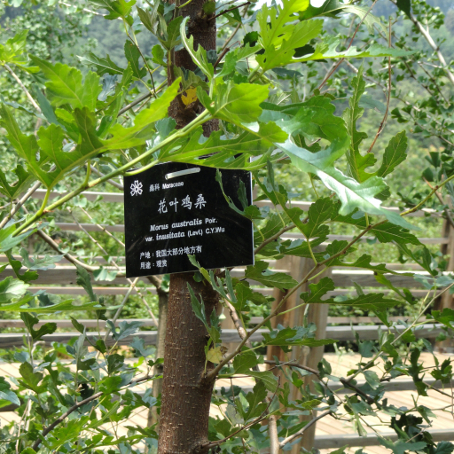 Wild Korean Mulberry (Morus Australis) Plant Care & How to Grow, Water