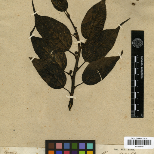 Texas Mulberry (Morus Celtidifolia) Care Guide: Water, Soil ...
