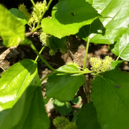 Indian Mulberry (Morus Indica) Care Guide: Water, Soil & Propagation ...