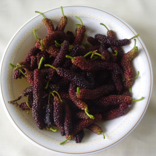 Himalayan Mulberry (Morus Macroura) Plant Care & How to Grow, Water
