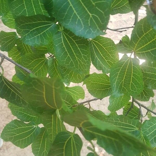 African Mulberry (Morus Mesozygia) Plant Care & How to Grow, Water