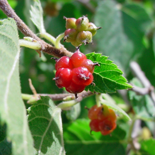 Texas Mulberry (Morus Microphylla) Plant Care & How to Grow, Water