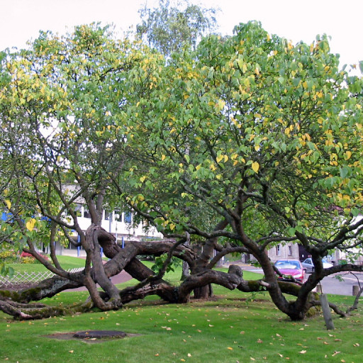 Black Mulberry (Morus Nigra) Plant Care & How to Grow, Water
