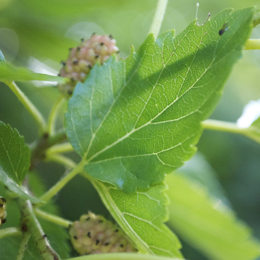 Red Mulberry (Morus Rubra) Plant Care & How to Grow, Water