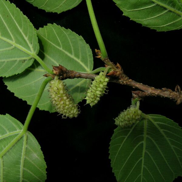 Himalayan Mulberry (Morus Serrata) Care Guide: Water, Soil ...