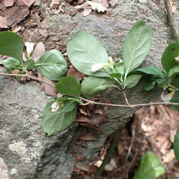 Mostuea Brunonis Plant Care & How to Grow, Water