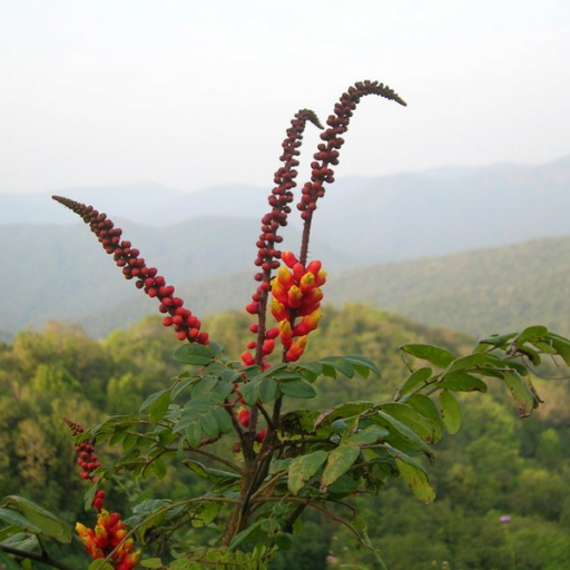 False Thorn (Moullava Spicata) Plant Care & How to Grow, Water