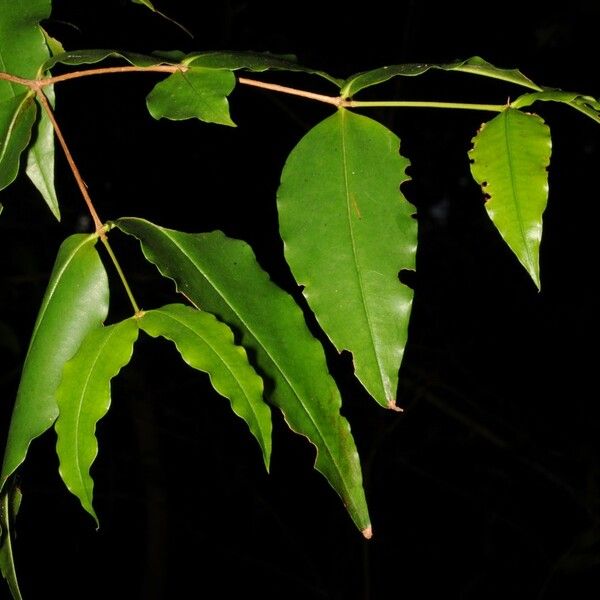 Mouriri Myrtilloides Care Guide: Water, Soil & Propagation - Plantiary
