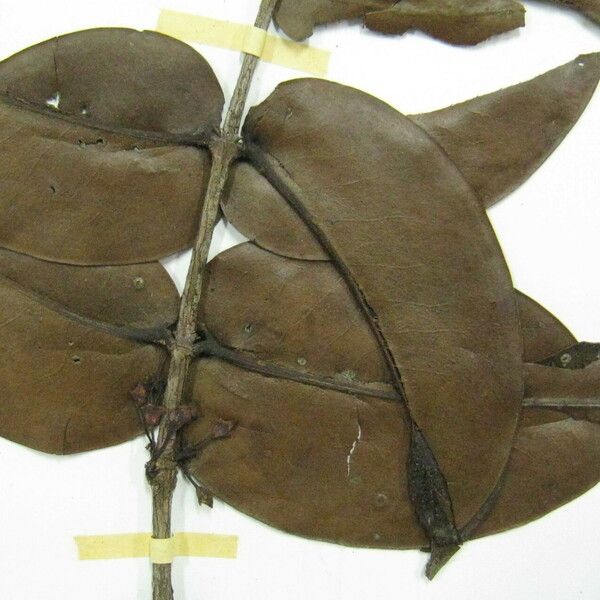 Mouriri Sideroxylon Plant Care & How to Grow, Water