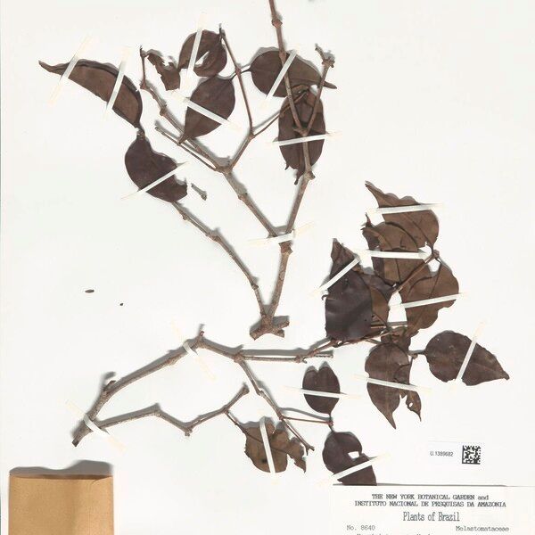 Mouriri Torquata Plant Care & How to Grow, Water