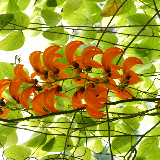 New Guinea Creeper (Mucuna Bennettii) Plant Care & How to Grow, Water