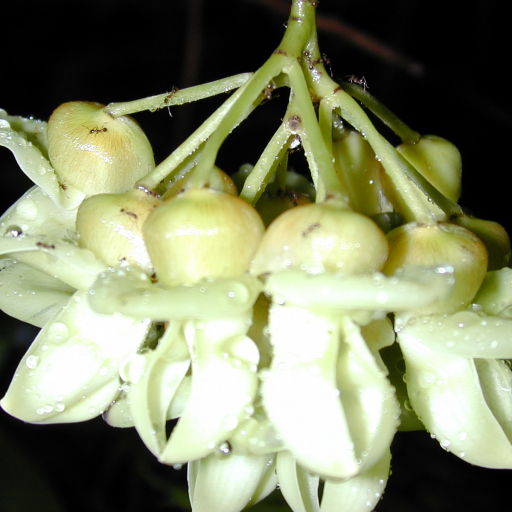 Sea Bean (Mucuna Gigantea) Care Guide: Water, Soil & Propagation ...