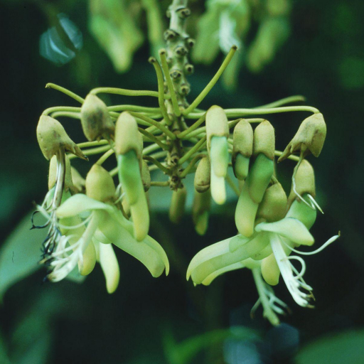 Holton's Lagoon Bean (Mucuna Holtonii) Plant Care & How to Grow, Water
