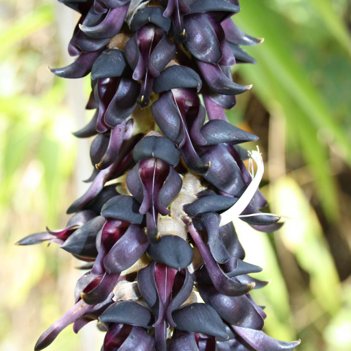 Cow-Itch (Mucuna Pruriens) Plant Care & How to Grow, Water