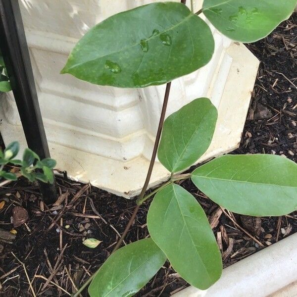 Mucuna Sempervirens Plant Care & How to Grow, Water