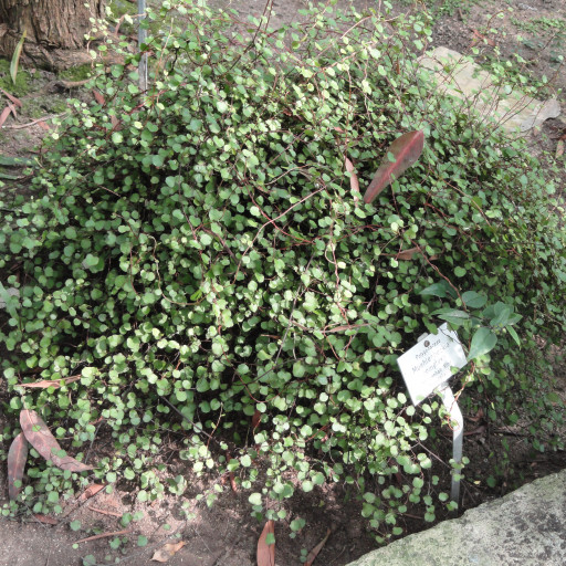 Maidenhair-Vine (Muehlenbeckia Complexa) Plant Care & How to Grow, Water