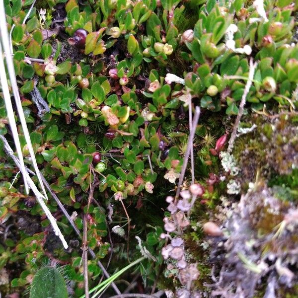 Muehlenbeckia Volcanica Care Guide: Water, Soil & Propagation - Plantiary