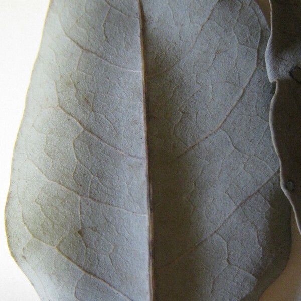 Muellera Monilis Care Guide: Water, Soil & Propagation - Plantiary
