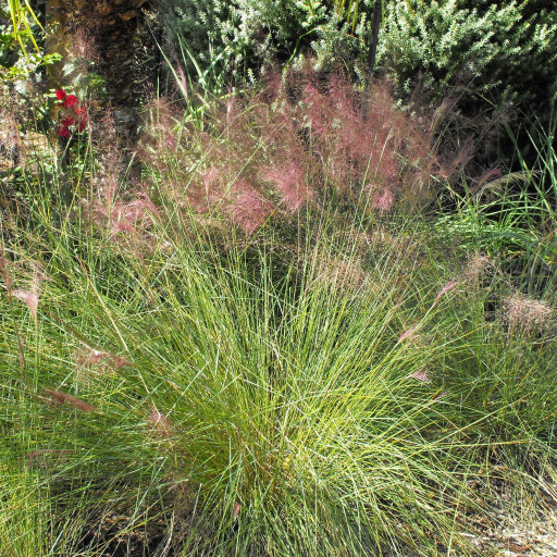 Hair-Awn Muhly (Muhlenbergia Capillaris) Plant Care & How to Grow, Water