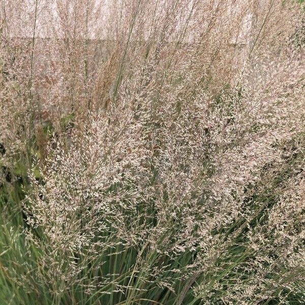 Bullgrass (Muhlenbergia Emersleyi) Care Guide: Water, Soil ...