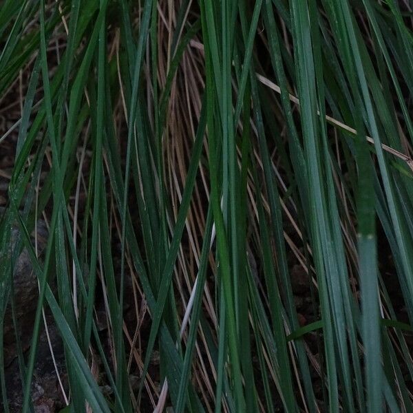 Muhlenbergia Flexuosa Plant Care & How to Grow, Water