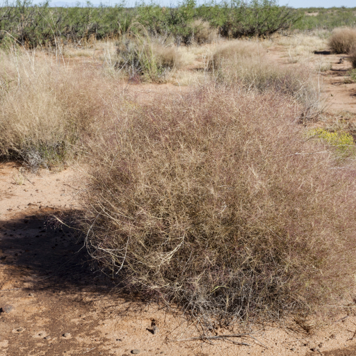 Bush Muhly (Muhlenbergia Porteri) Plant Care & How to Grow, Water