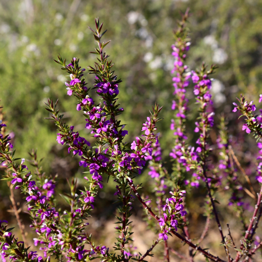 Meadow Buttercup (Ranunculus Acris) Plant Care & How to Grow, Water
