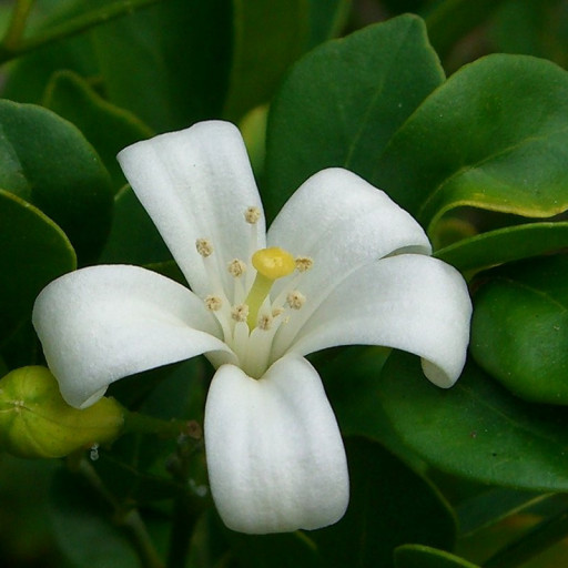 Blackjack Oak (Quercus Marilandica) Plant Care & How to Grow, Water