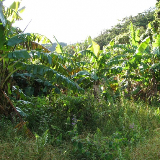 Musa Acuminata × Balbisiana Plant Care & How to Grow, Water