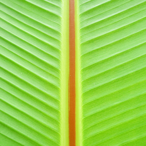 Dwarf Banana (Musa Acuminata) Plant Care & How to Grow, Water