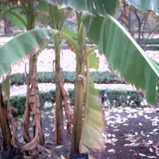 Japanese Banana (Musa Basjoo) Plant Care & How to Grow, Water