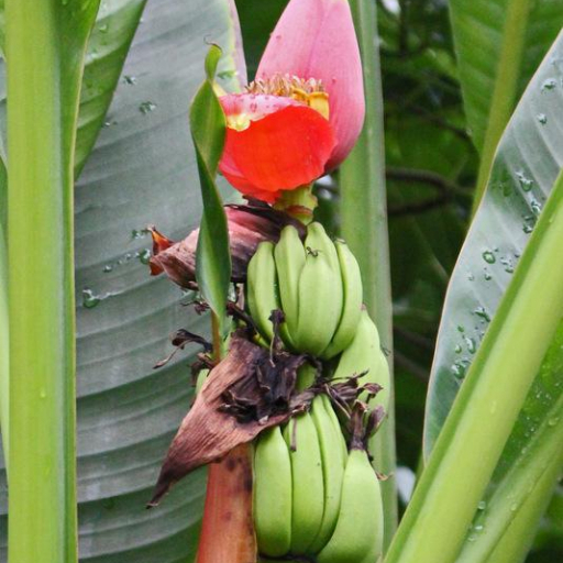 Laterite Banana (Musa Rubra) Plant Care & How to Grow, Water