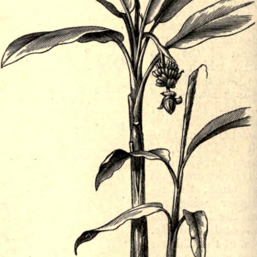 Manila Hemp (Musa Textilis) Plant Care & How to Grow, Water