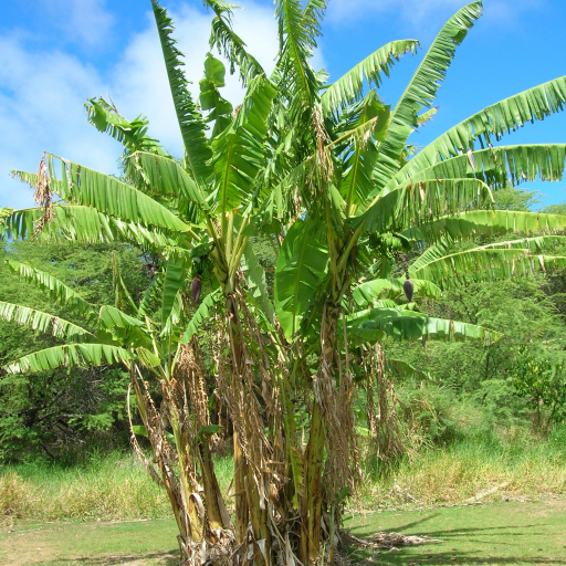 Bananas (Musa) Plant Care & How to Grow, Water