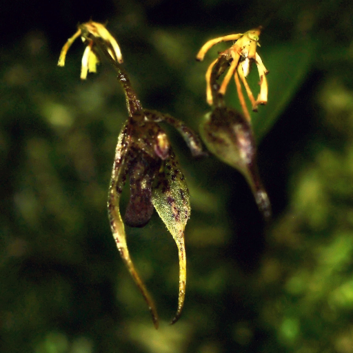 Muscarella Aristata Care Guide: Water, Soil & Propagation - Plantiary
